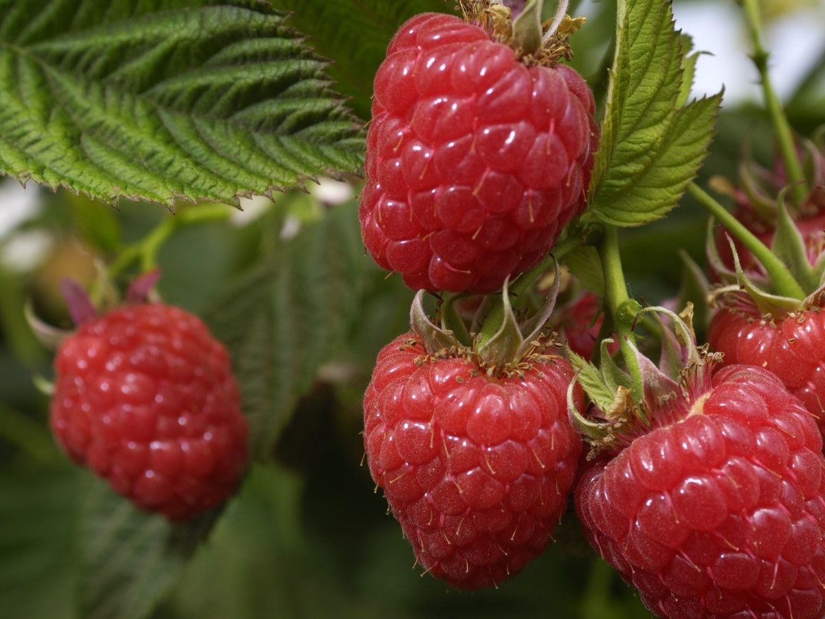 Raspberries In Containers