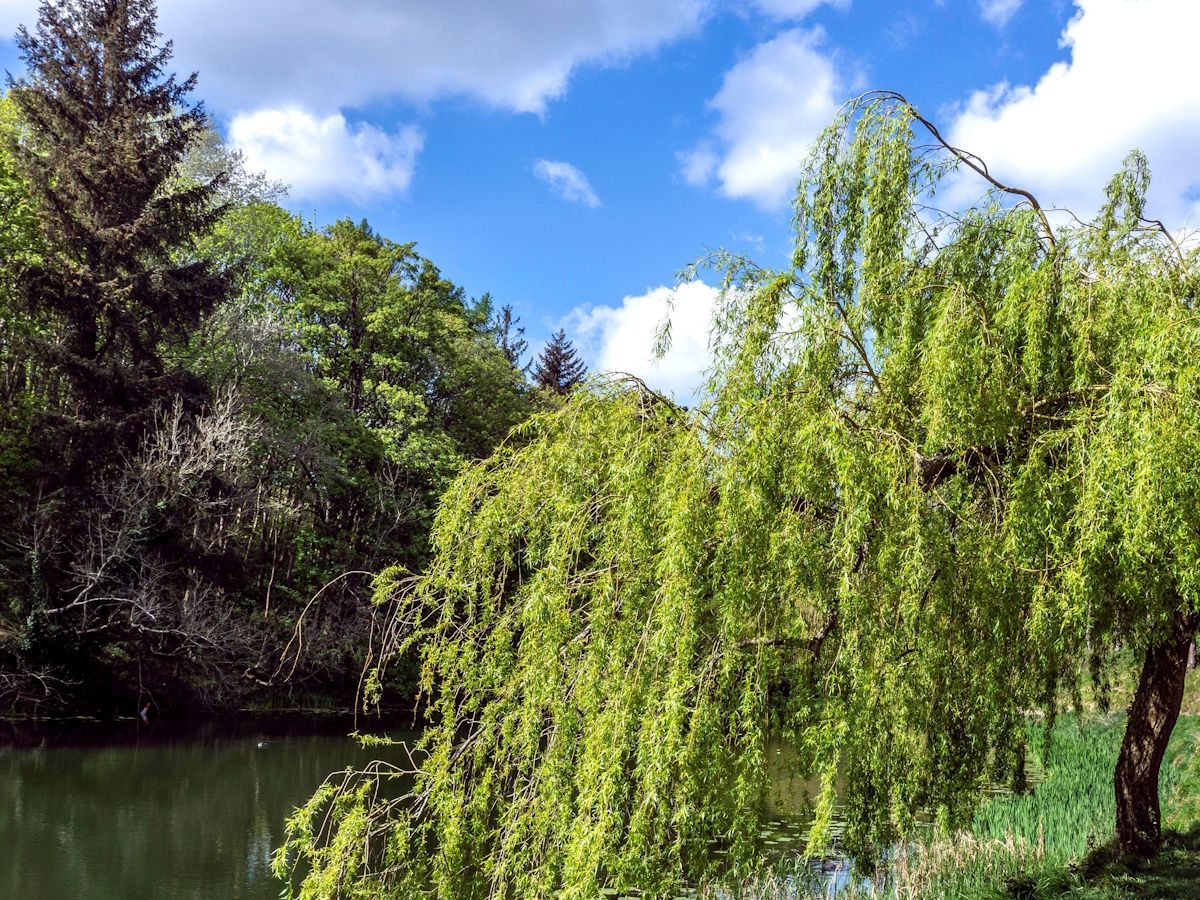 Weeping Willow Tree Water