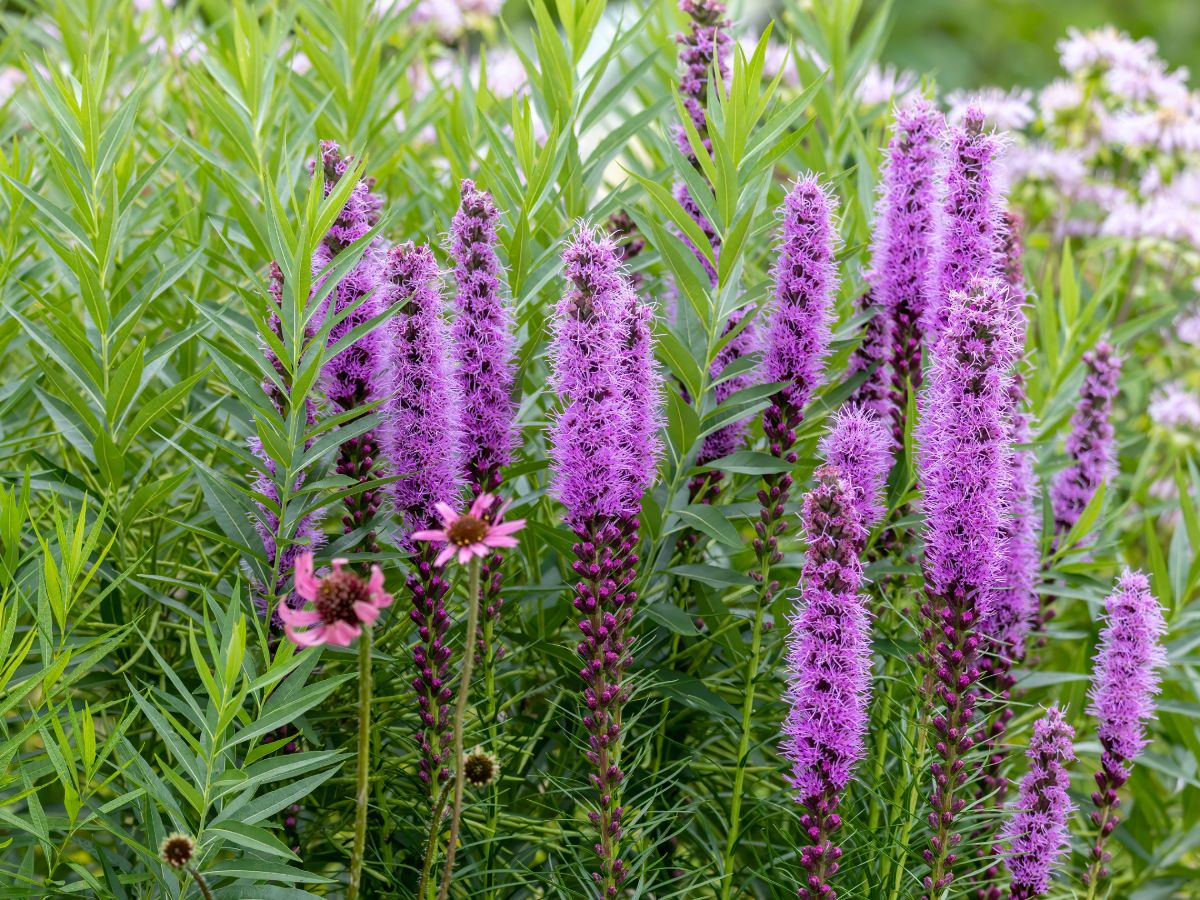 Perennials For Wet Soil Better Homes Gardens