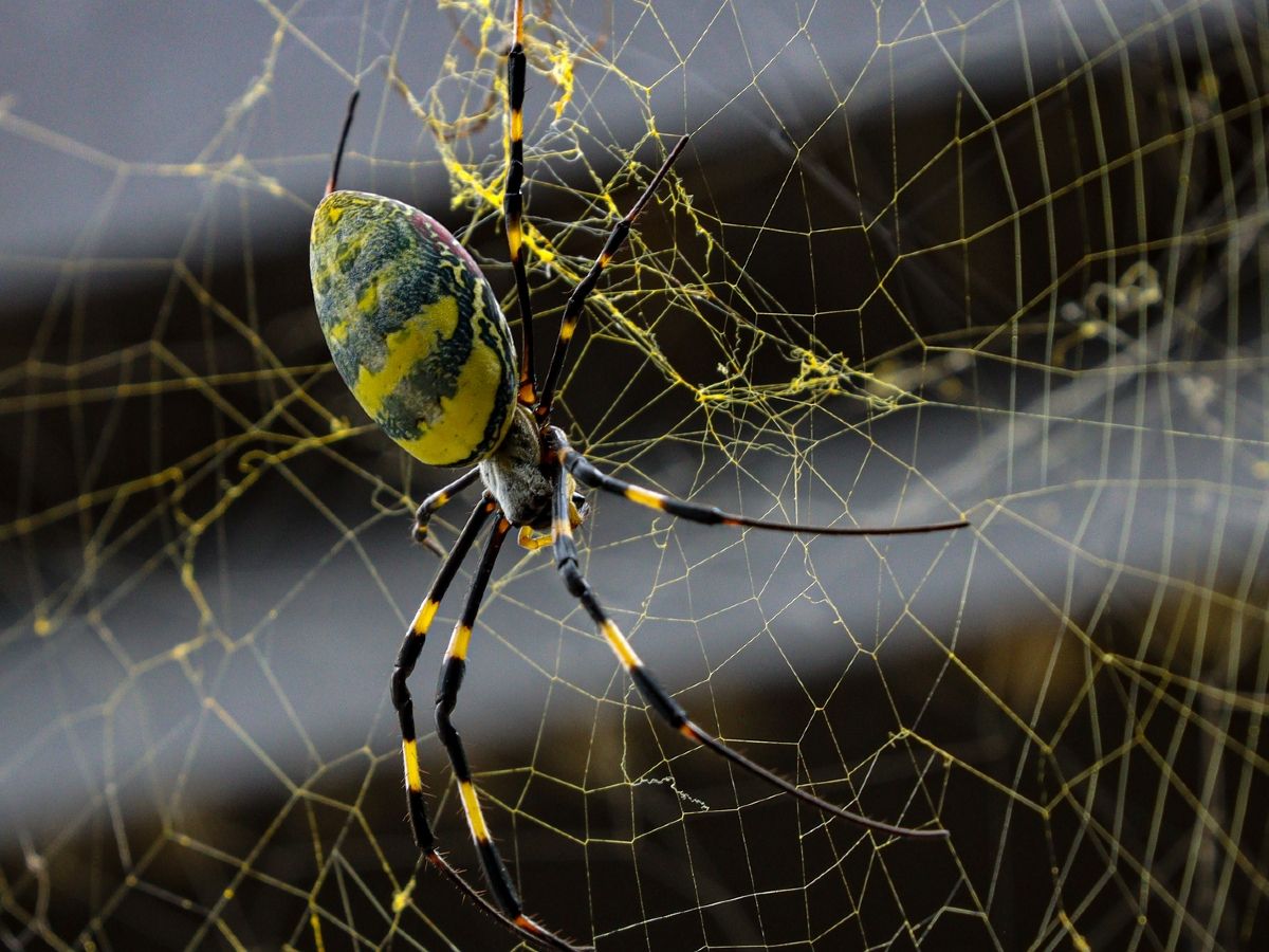 Spider Cocoons Woman Spider Web Cocoon Hi Res Stock Photography And