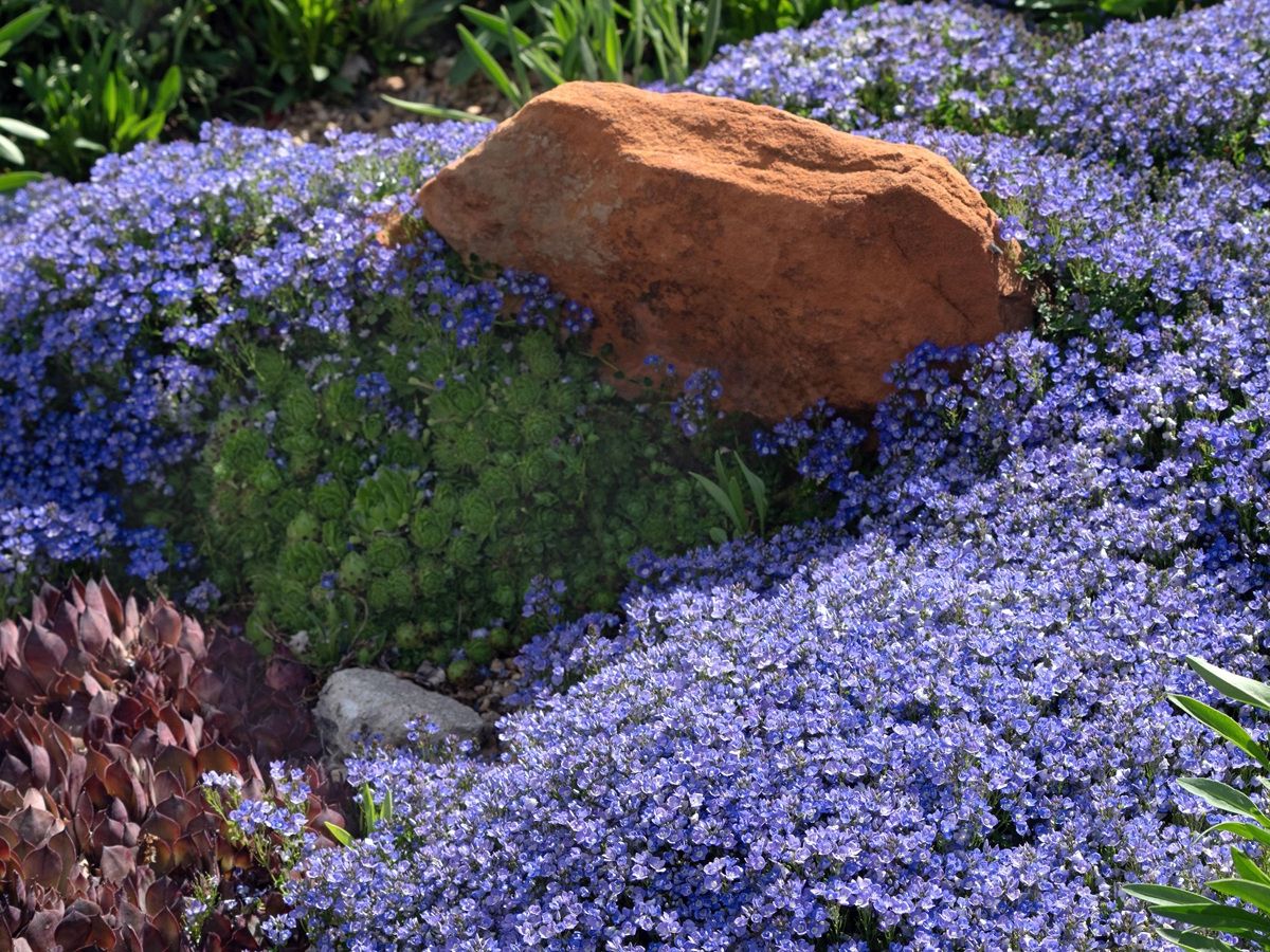 Blue Perennial Ground Cover