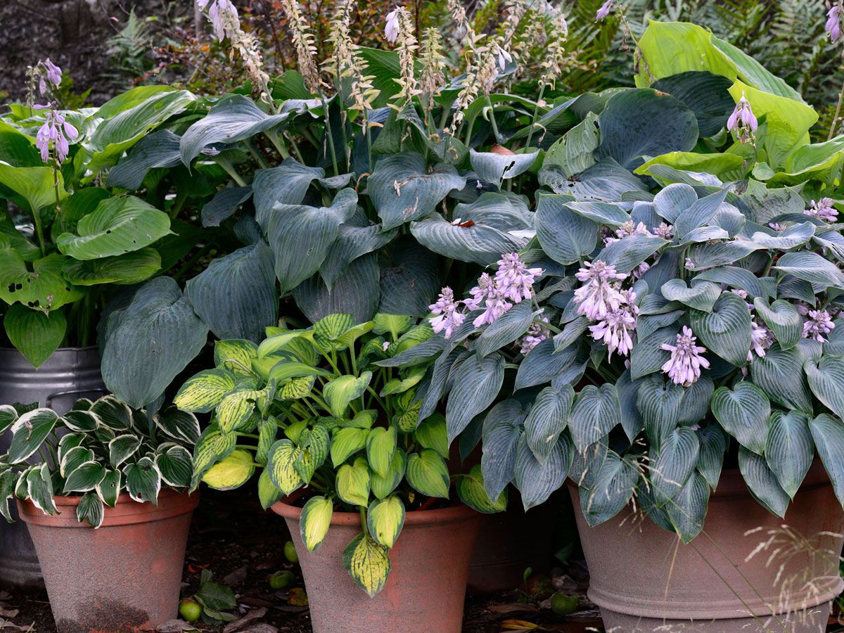 10 Plants That Will Thrive In The Shade Potted Plants Outdoor Shade