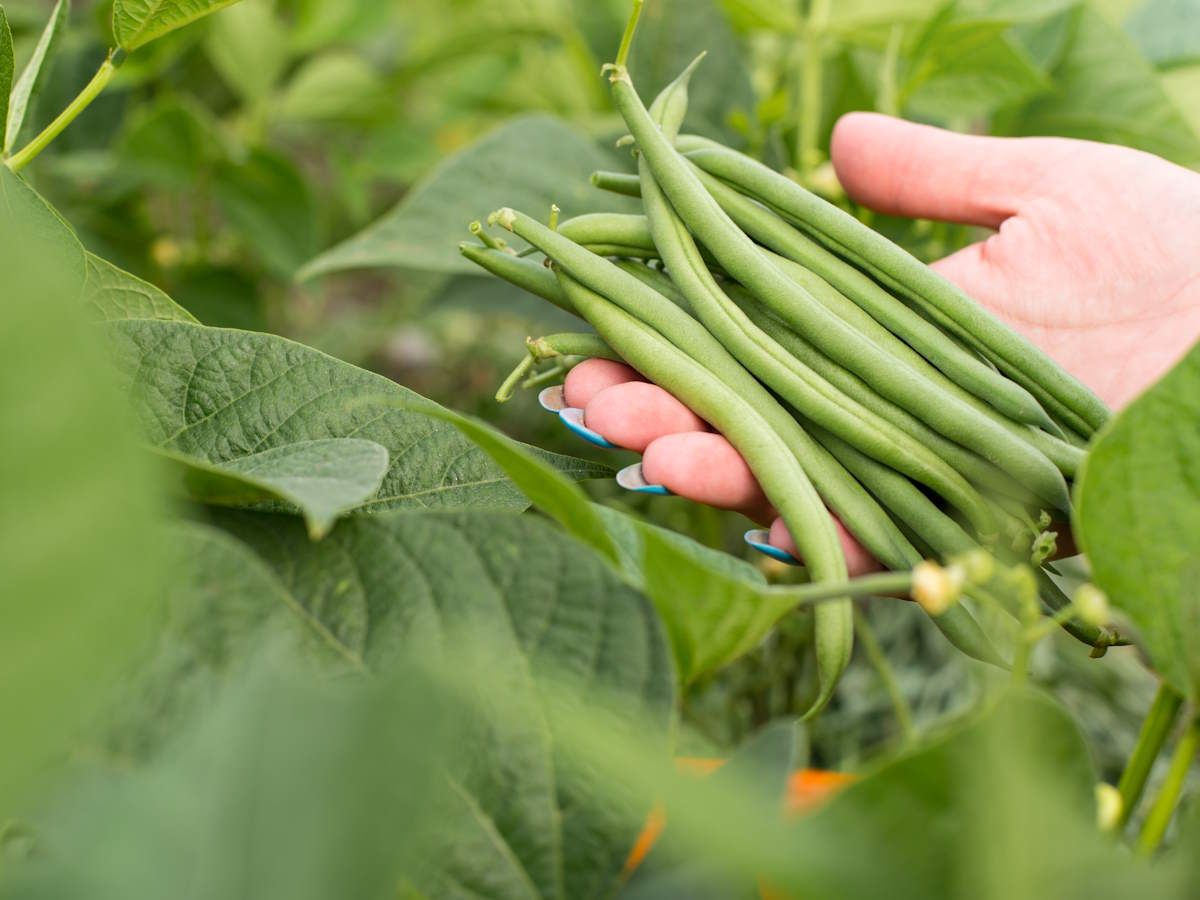 Why Are My Bean Plants Turning Yellow And Dying - Infoupdate.org