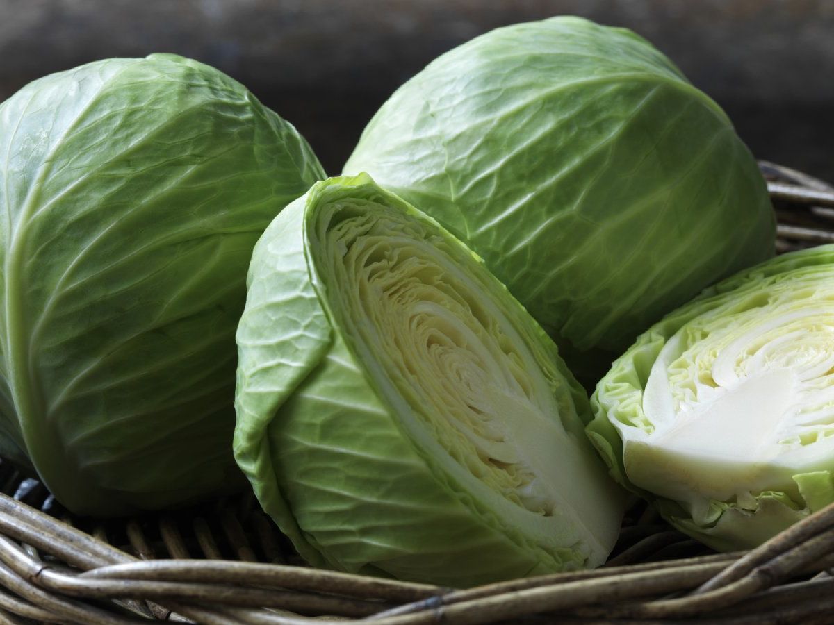 Harvesting And Storing Cabbage