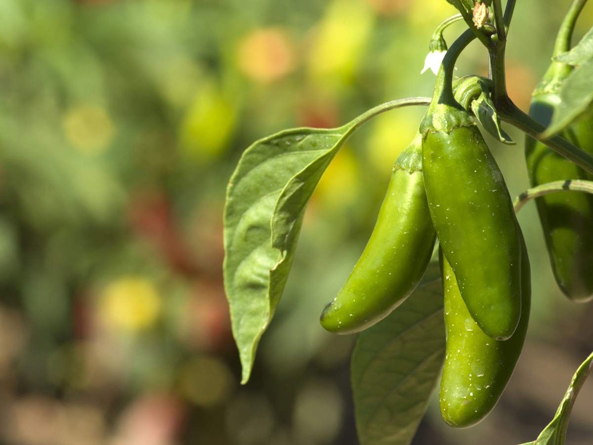 Jalapeno Pepper Plant Growing And Caring For Jalapeno Peppers Jalapeno