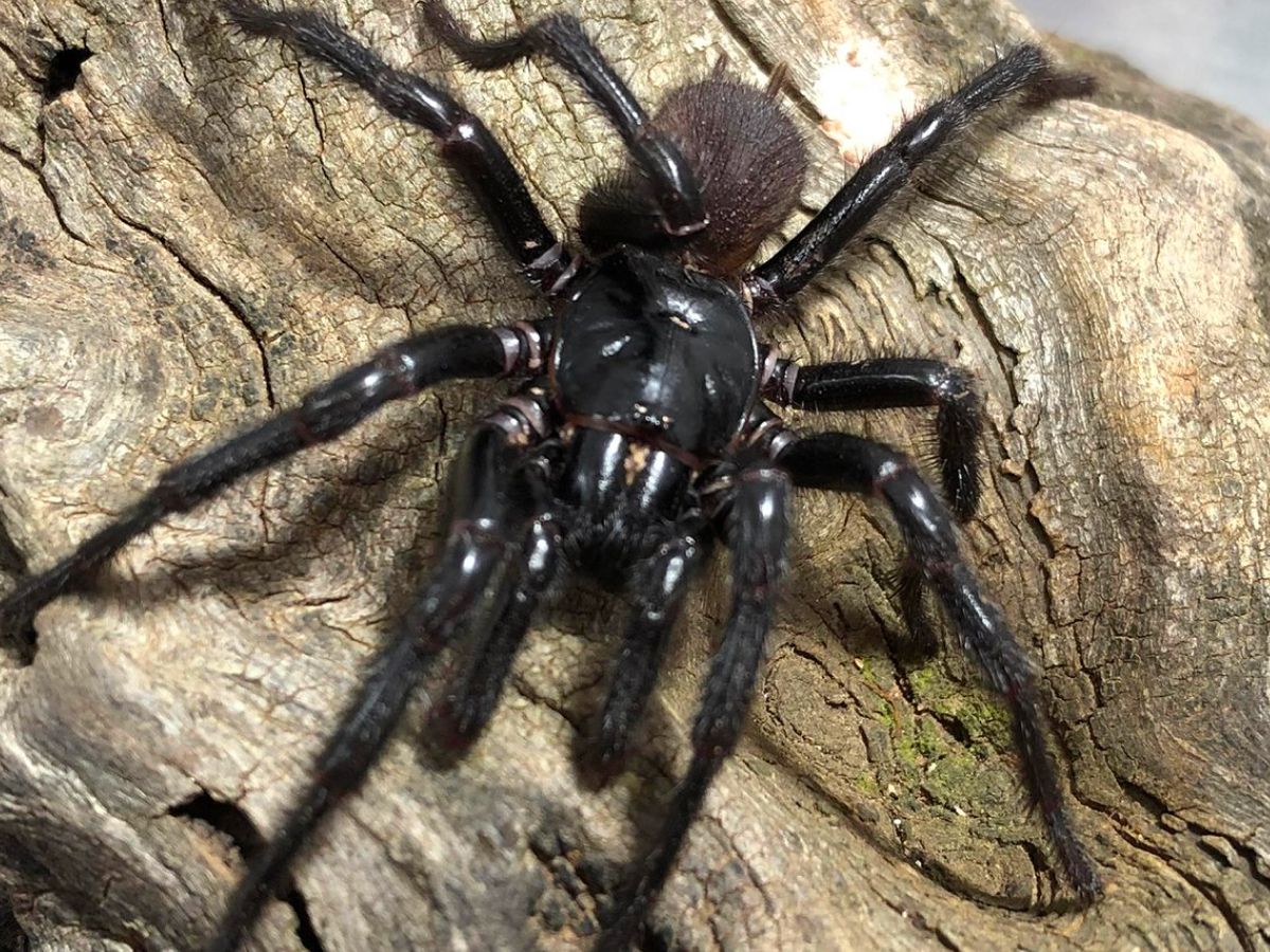 Spider Death Australia