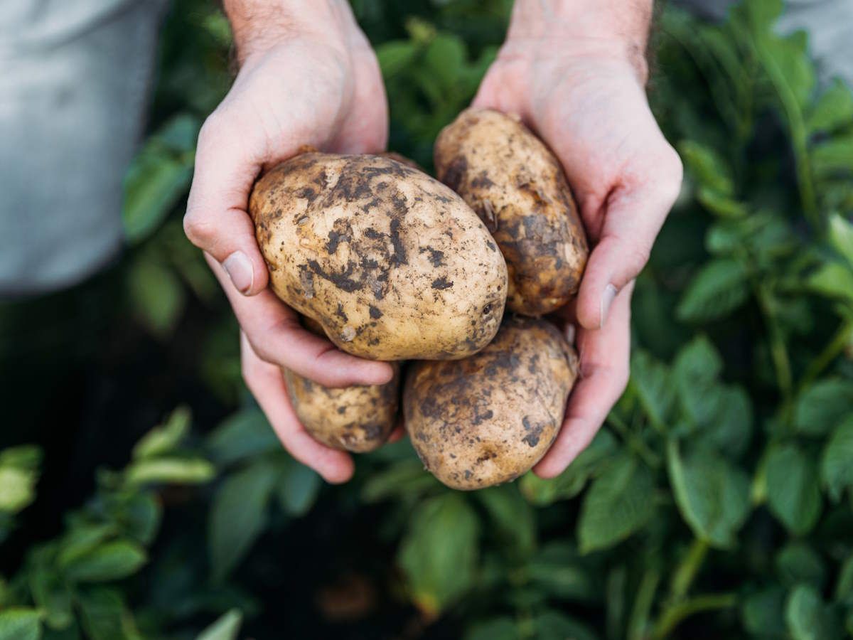 Large Scale Potato Harvesting How To Grow Potatoes In The Ground