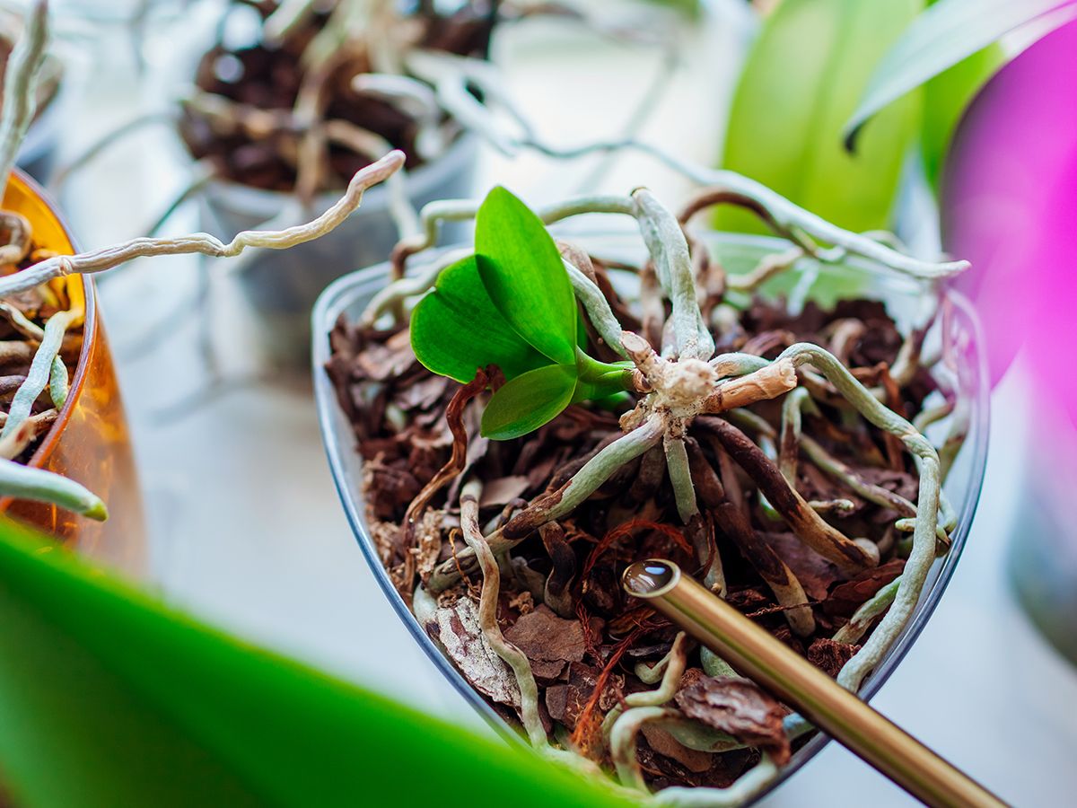 Propagating Orchids Summer 2016: Cool Growing Orchids New World