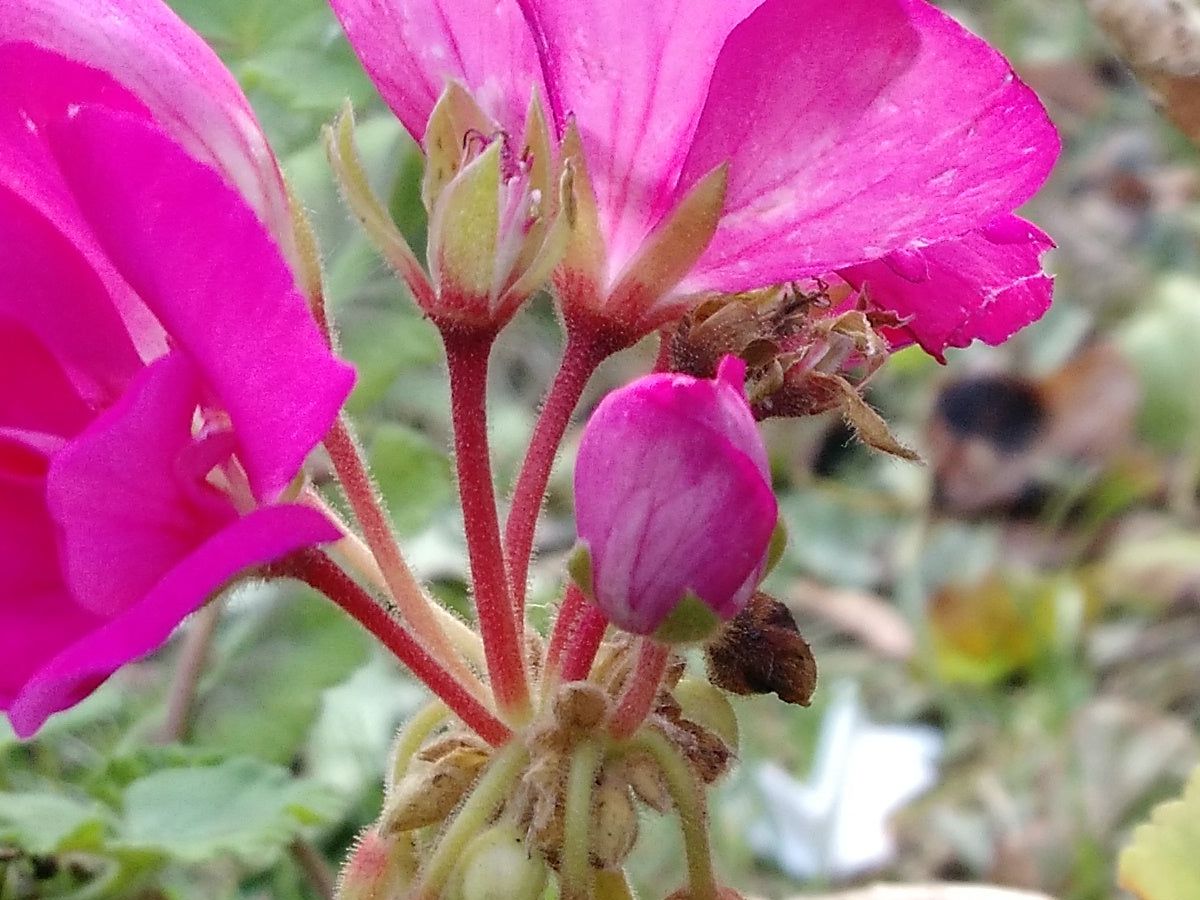 Geranium Leaves Turning Pink