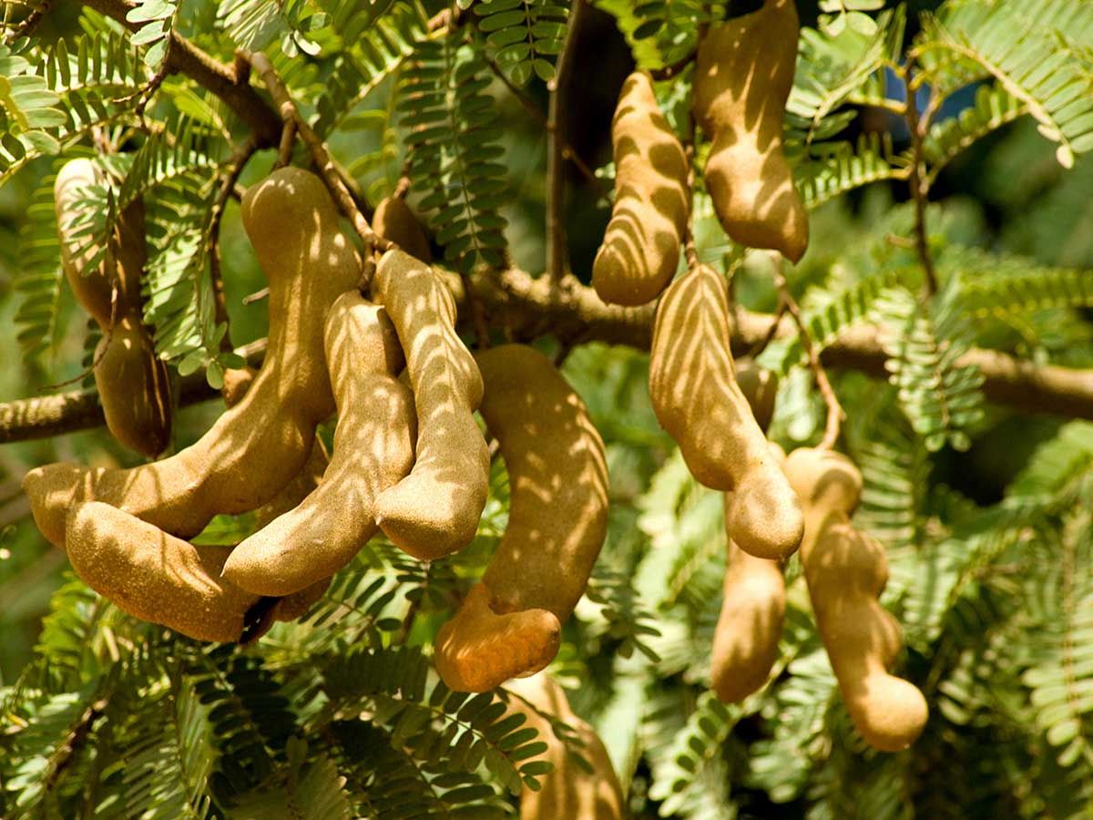 Does Tamarind Grow On Trees