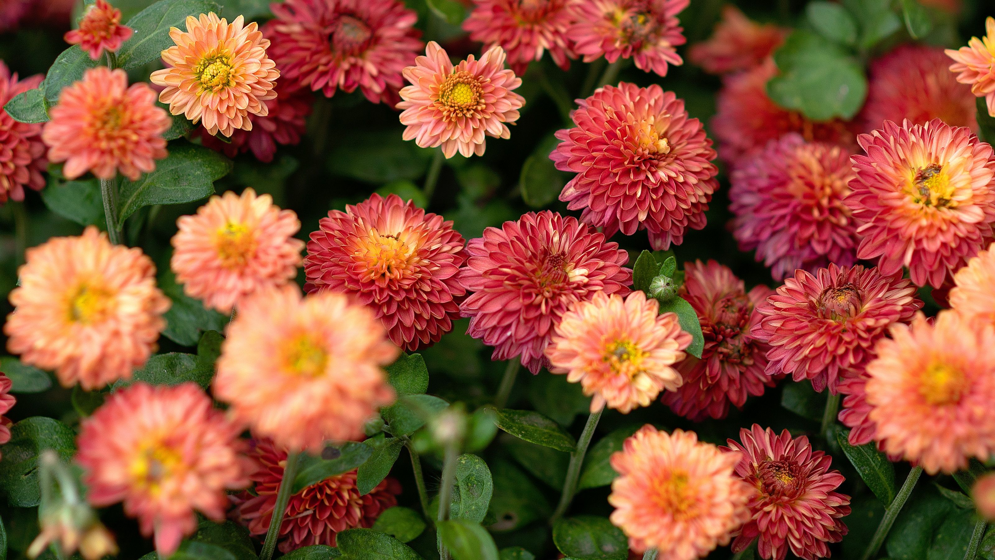 How To Grow And Care For Chrysanthemums Lovethegarden How To Grow