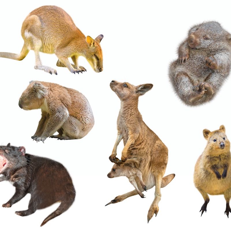 List Of Marsupials List Of Mammals Animals Name In English MR MRS