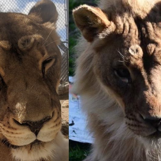 Female Lions With Manes