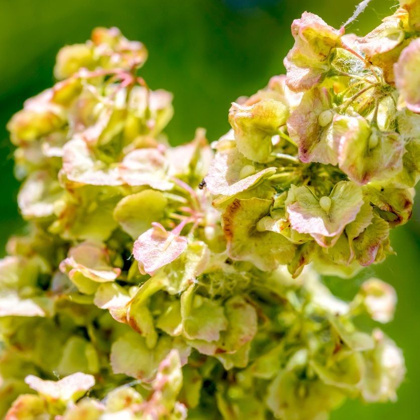 Yellow Dock Plant Benefits