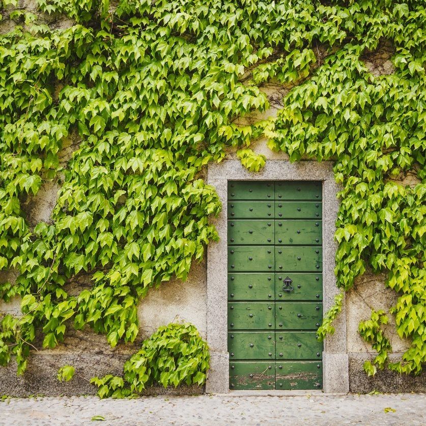 Evergreen Climbing Vine