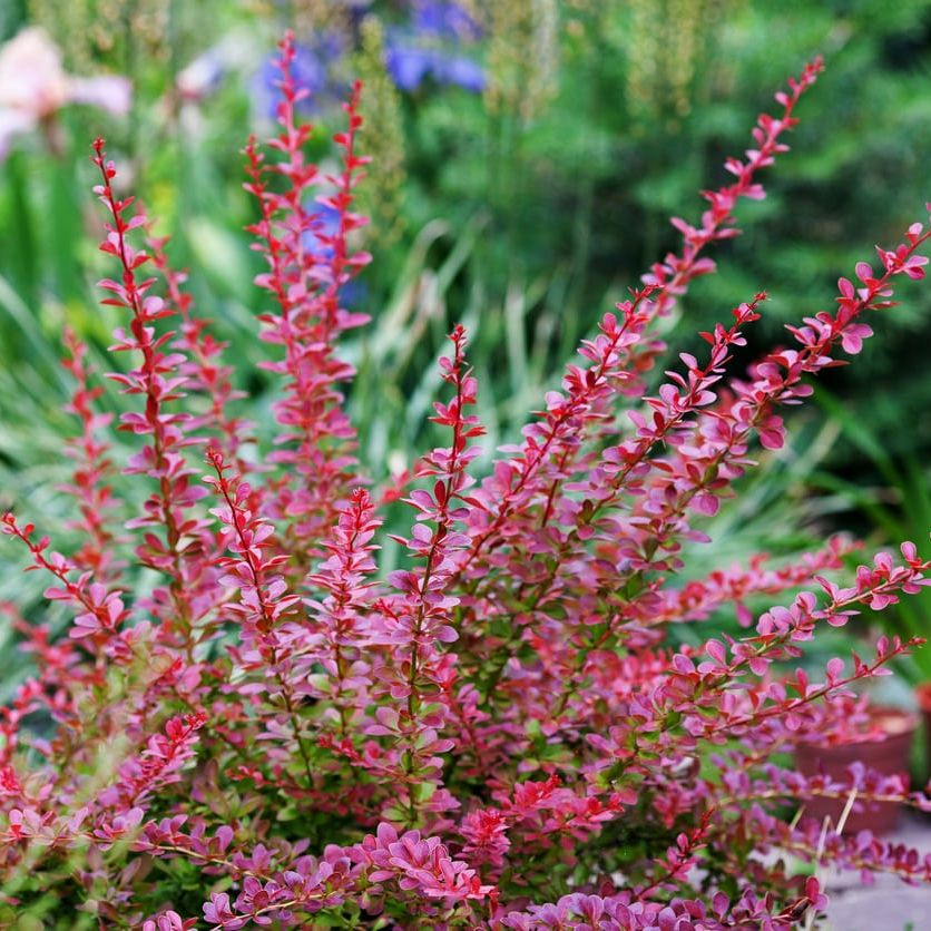 Evergreen Shrubs Zone 9 25 Easy Evergreen Shrubs To Use As Foundation