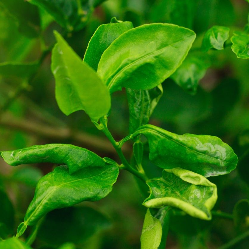 Lemon Tree Leaf Diseases Pictures And Names - Infoupdate.org