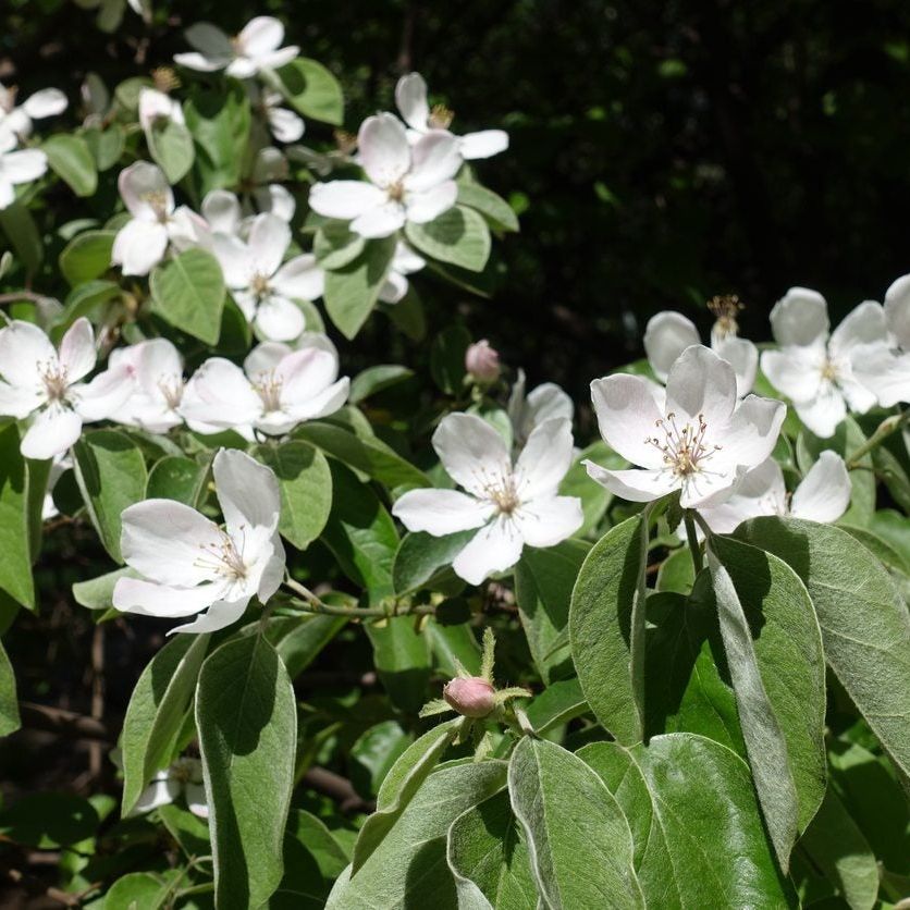 White Flowering Quince Tree