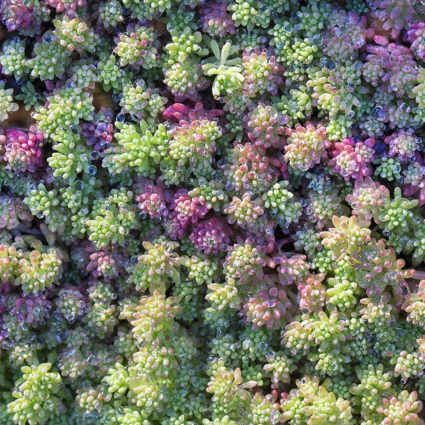 Low Growing Sedum Ground Cover Groundcovering Sedums SEDUMSHACK
