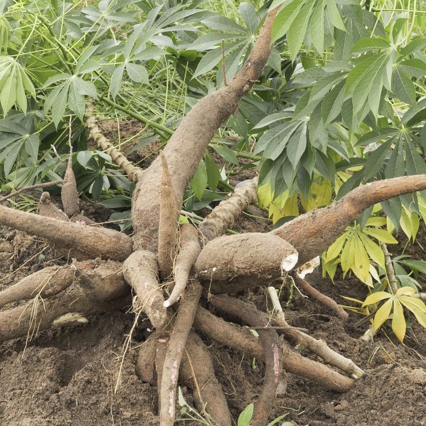 Cassava Plant Tapioca