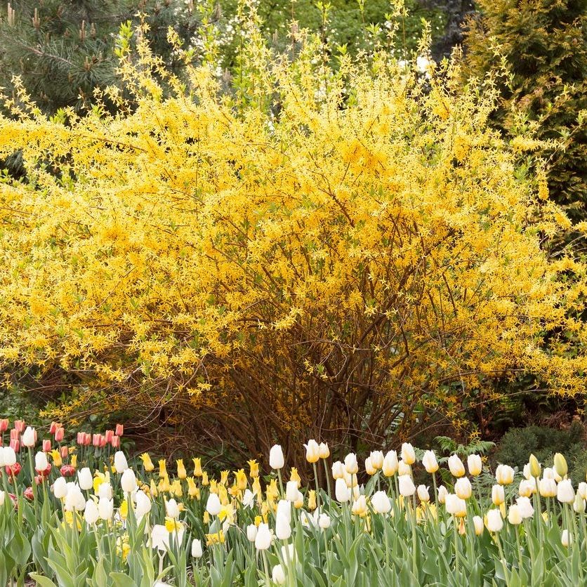 Evergreen Shrubs For Zone 6 25 Best Evergreen Trees For Privacy And