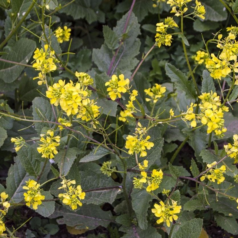 Wild Mustard Plant Pictures