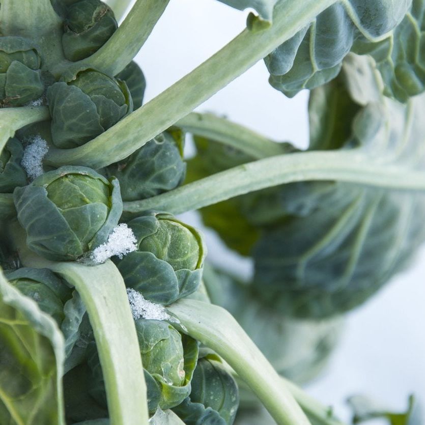 Vegetable Garden In Zone 9 Winter Gardening In Zone 9 | Vegetable