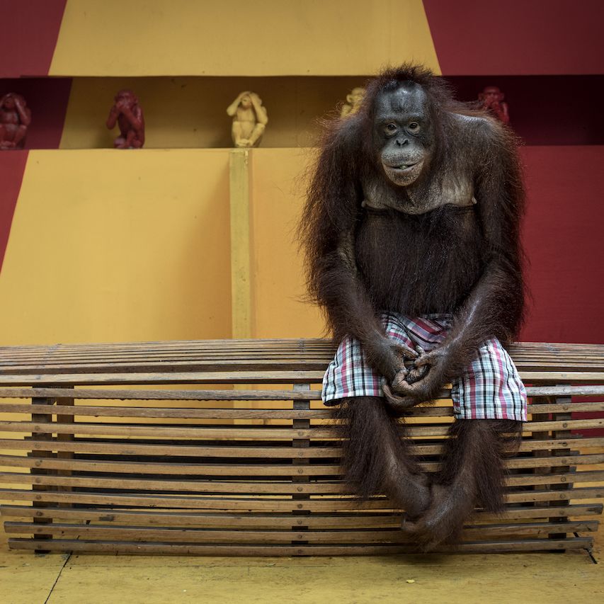 Orangutan Sachy