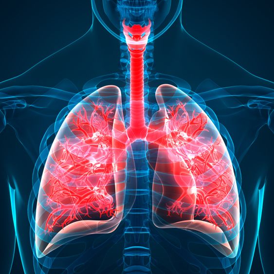Human Lung Anatomy Lung Wikipedia