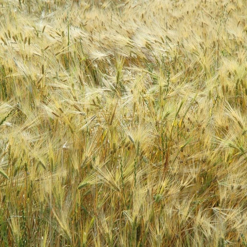 When To Plant Winter Rye Grass