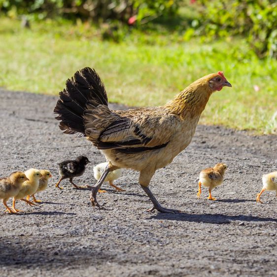 Polynesian Domesticated Animals