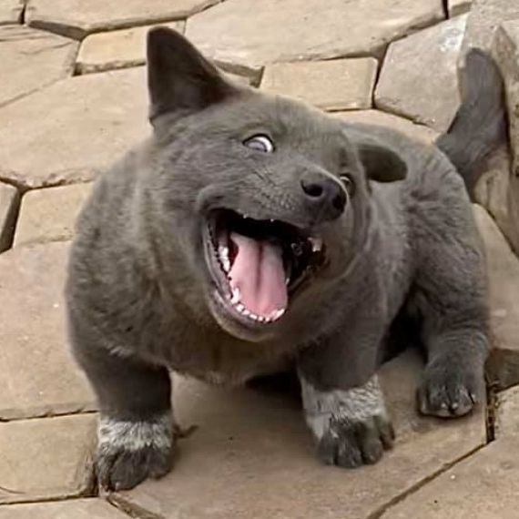Cat And Dog Crossbreed
