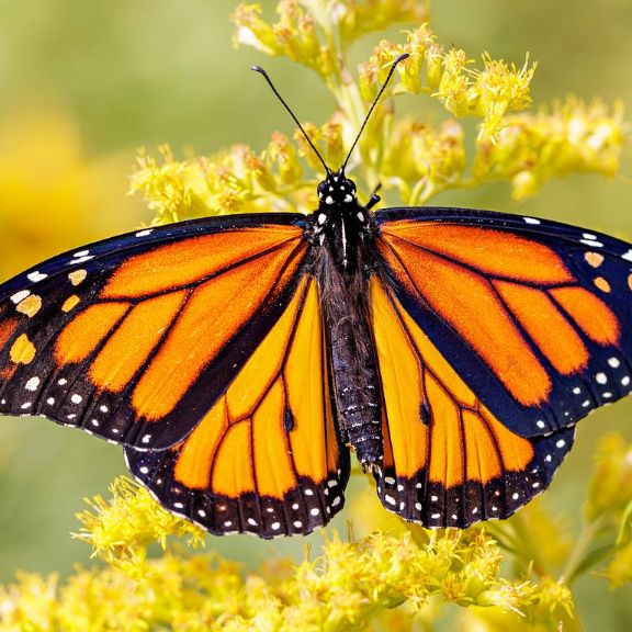 What Colors Attract Monarch Butterflies