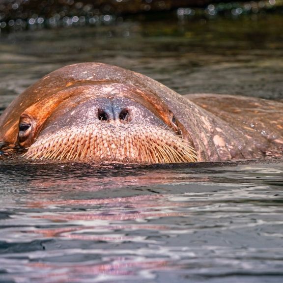 Channel 4 Walrus Ad