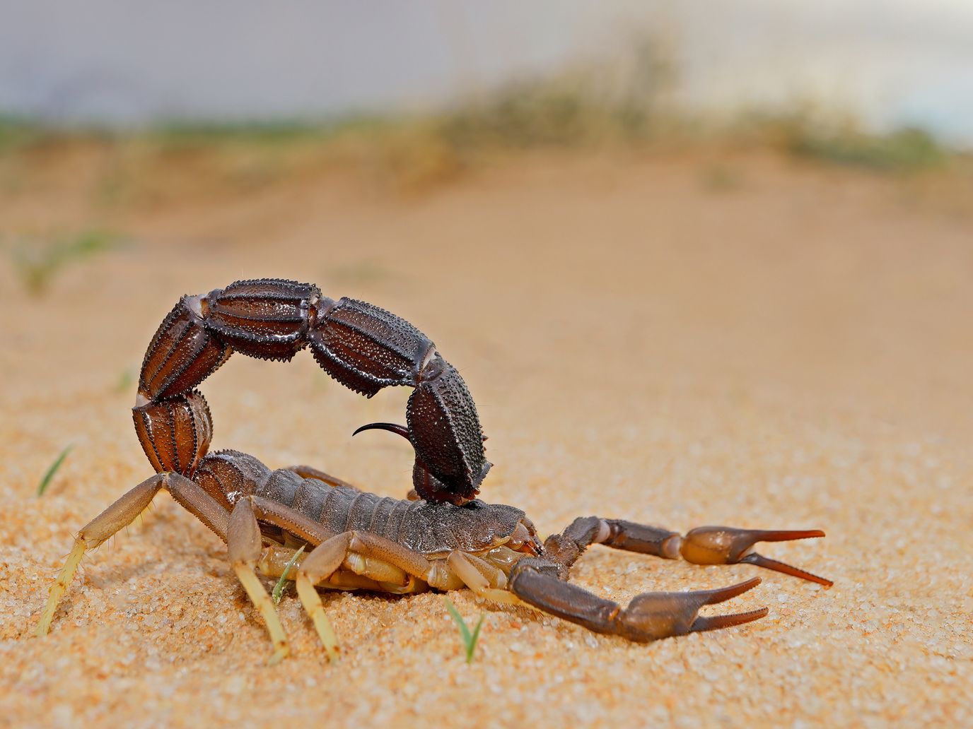 Scorpion Arachnid