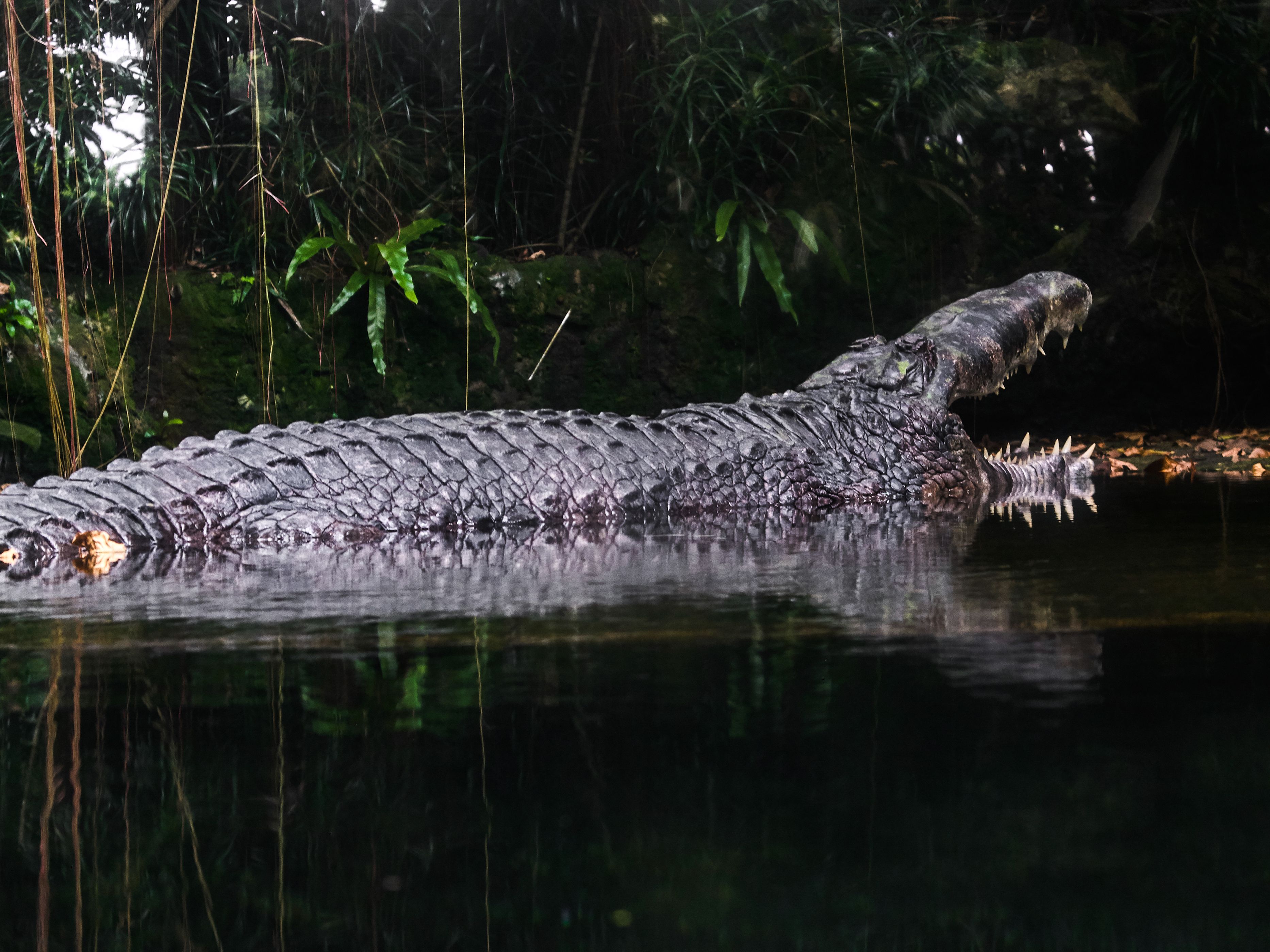 Lolong Size Comparison