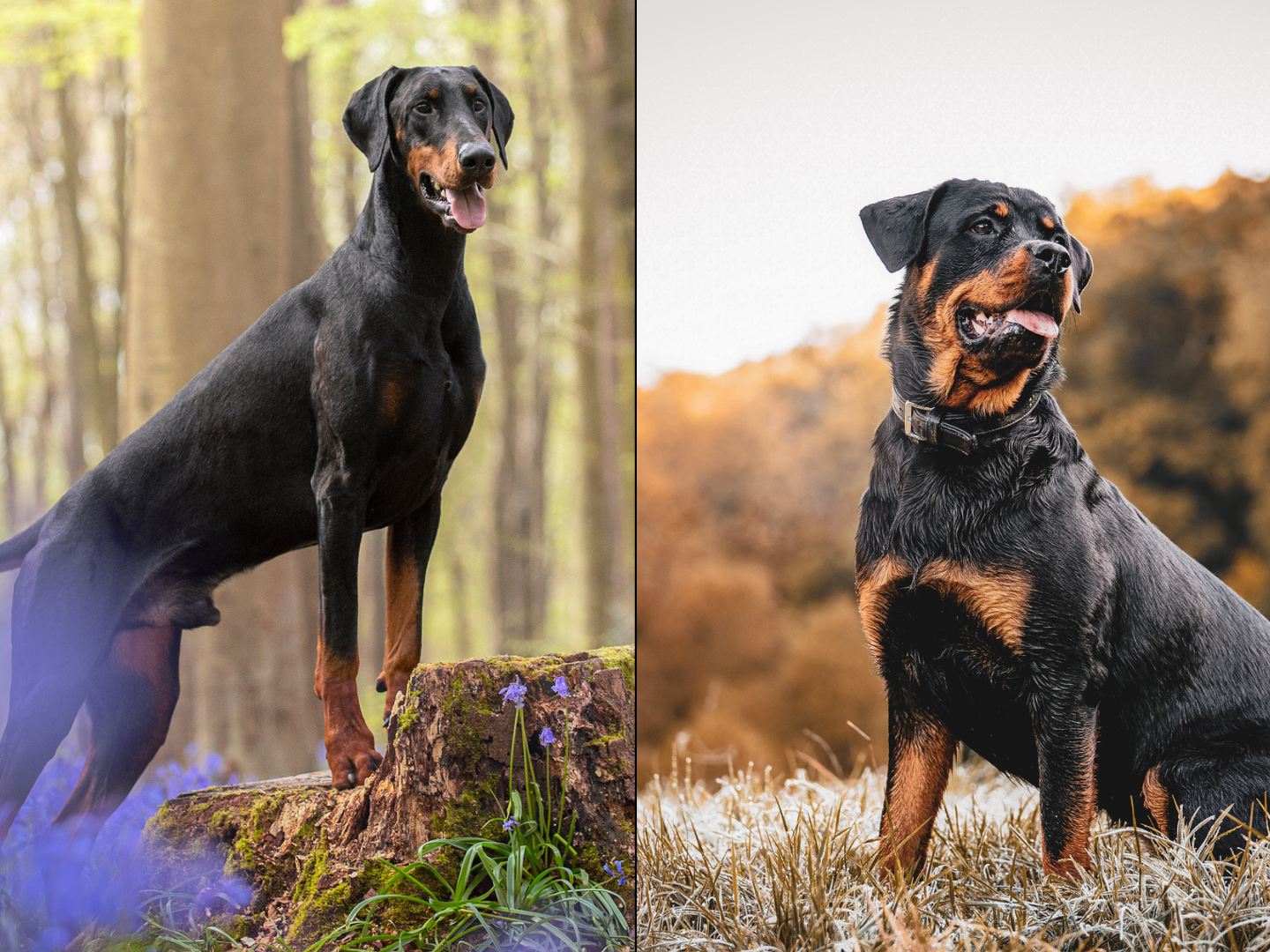 Doberman Vs Rottweiler