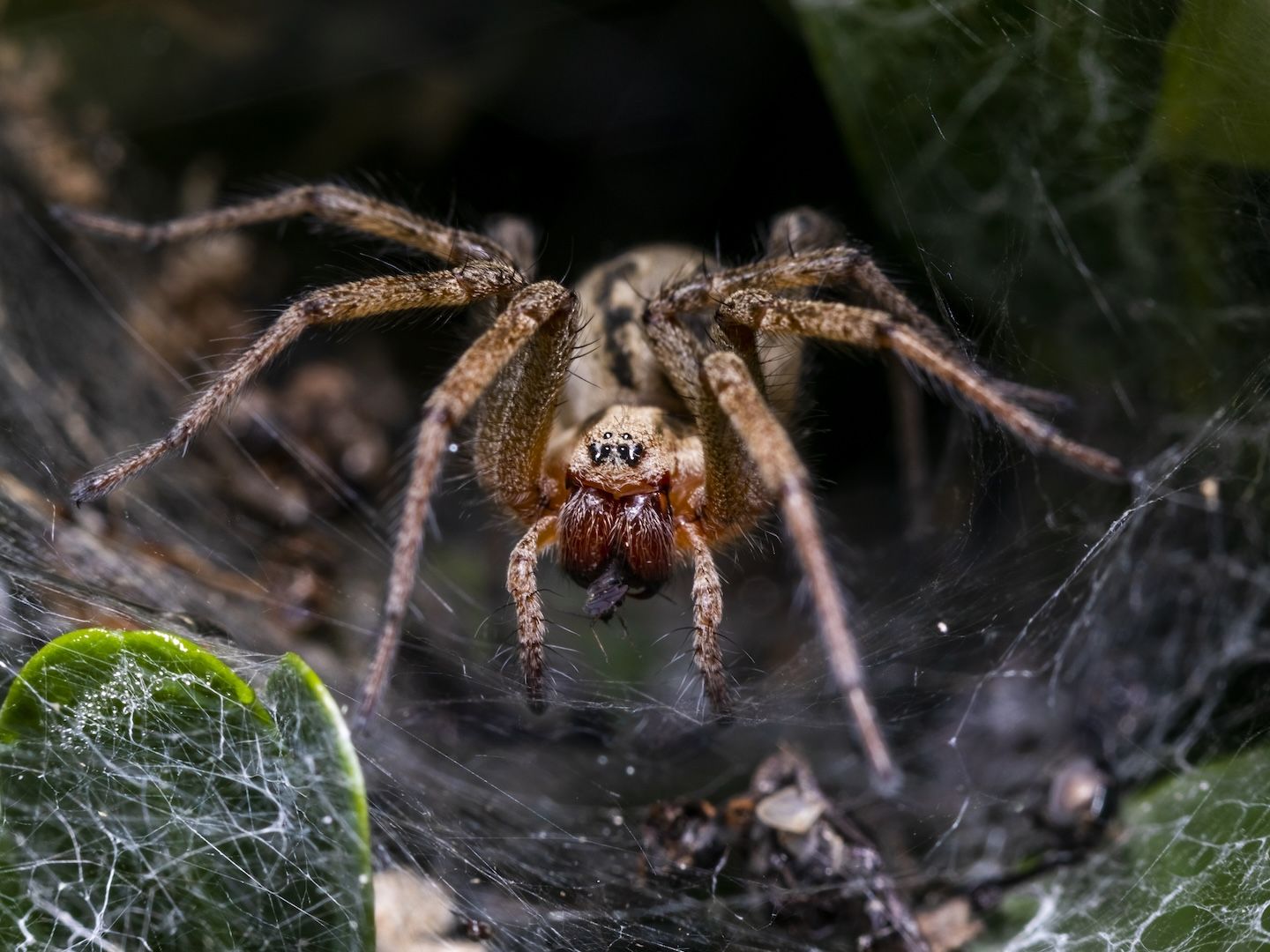 Wolf Spider Dangerous