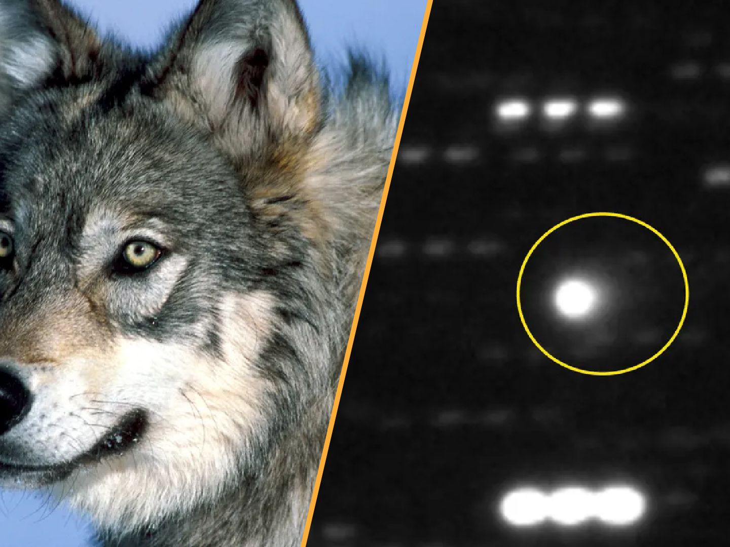 Does The Mysterious Wolf Planet Hold Life Daily Mail Online