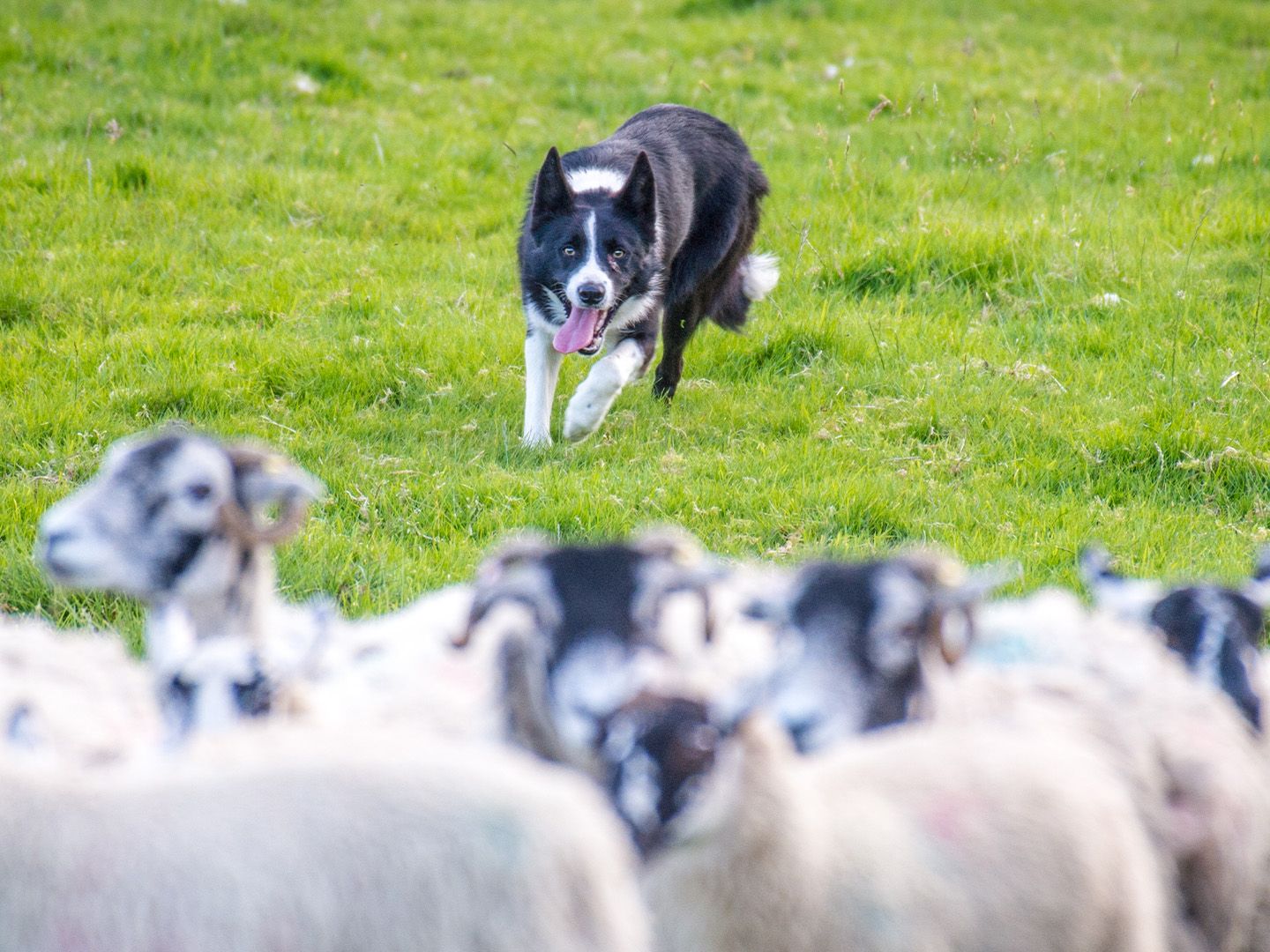 Herding Dogs For Sheep
