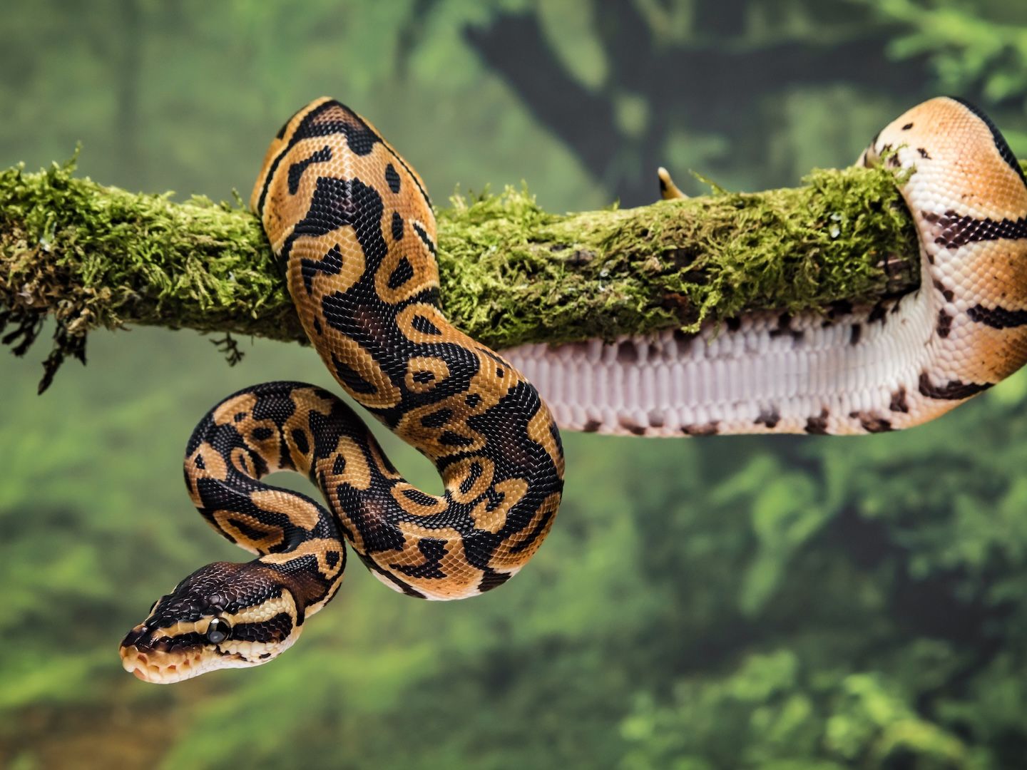 Pet Snake Images