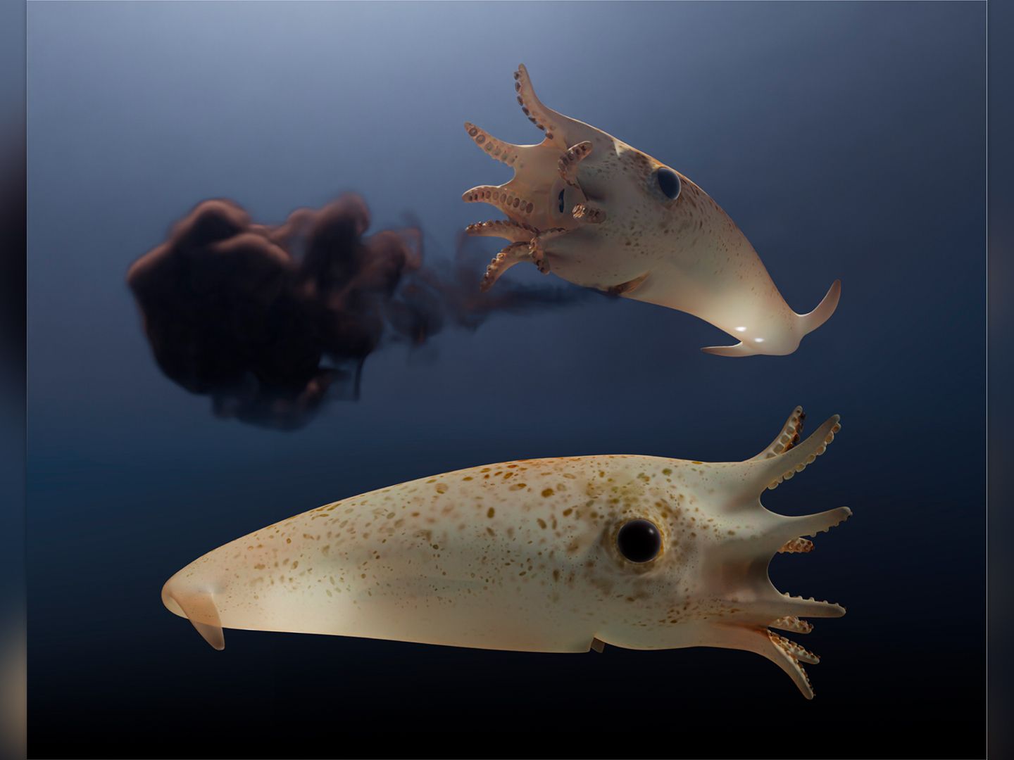 Real Vampire Squid