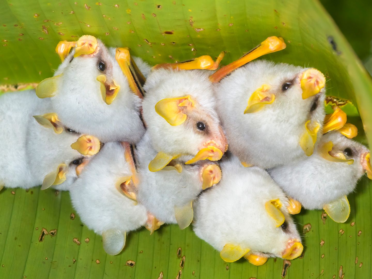 Honduran Ghost Bat Flying