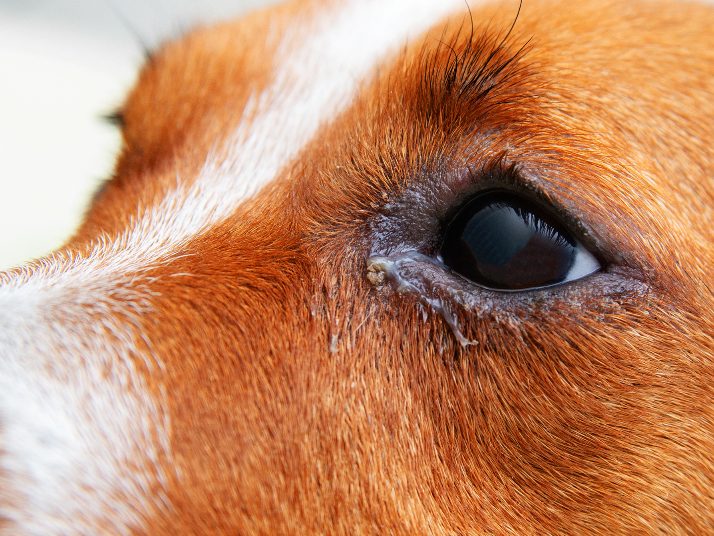 White Spots Around Dogs Eyes Treatment An - Infoupdate.org