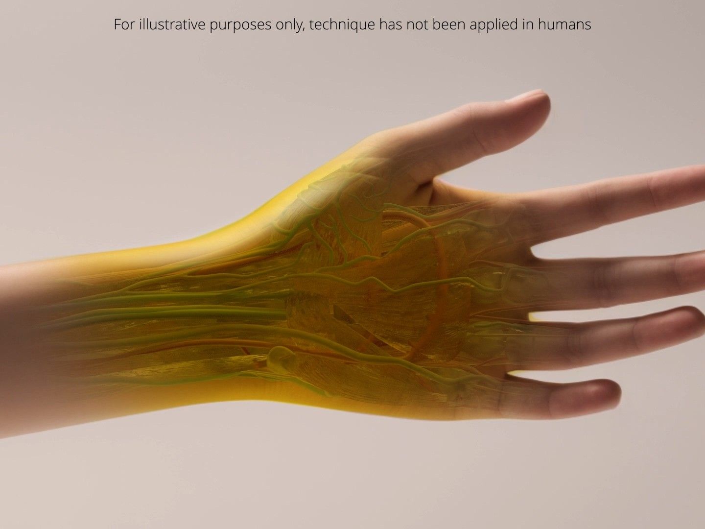 See Through Mice Tiny Robots Crawl Through Mouse's Stomach To Heal