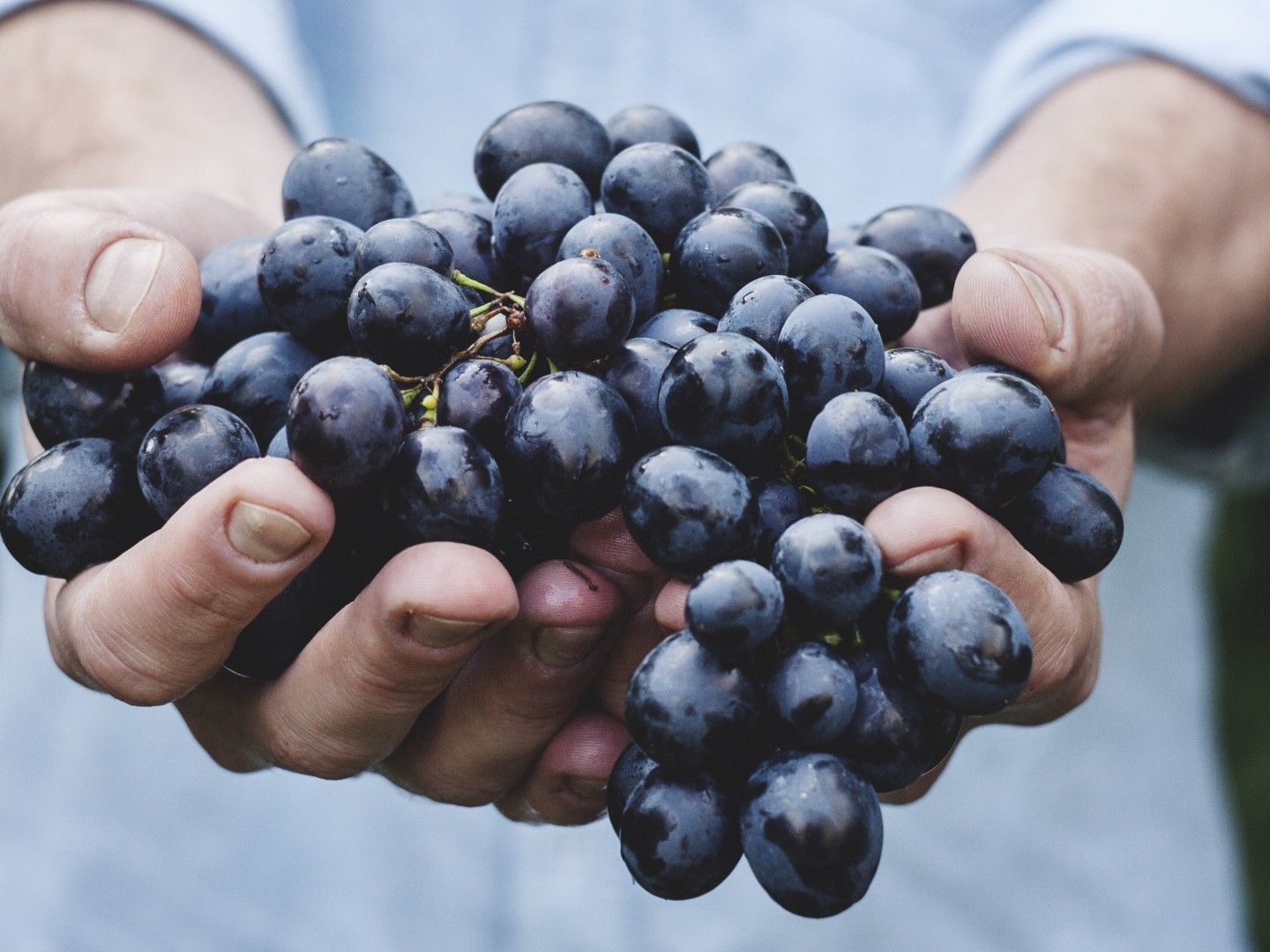About Grapes In Rome