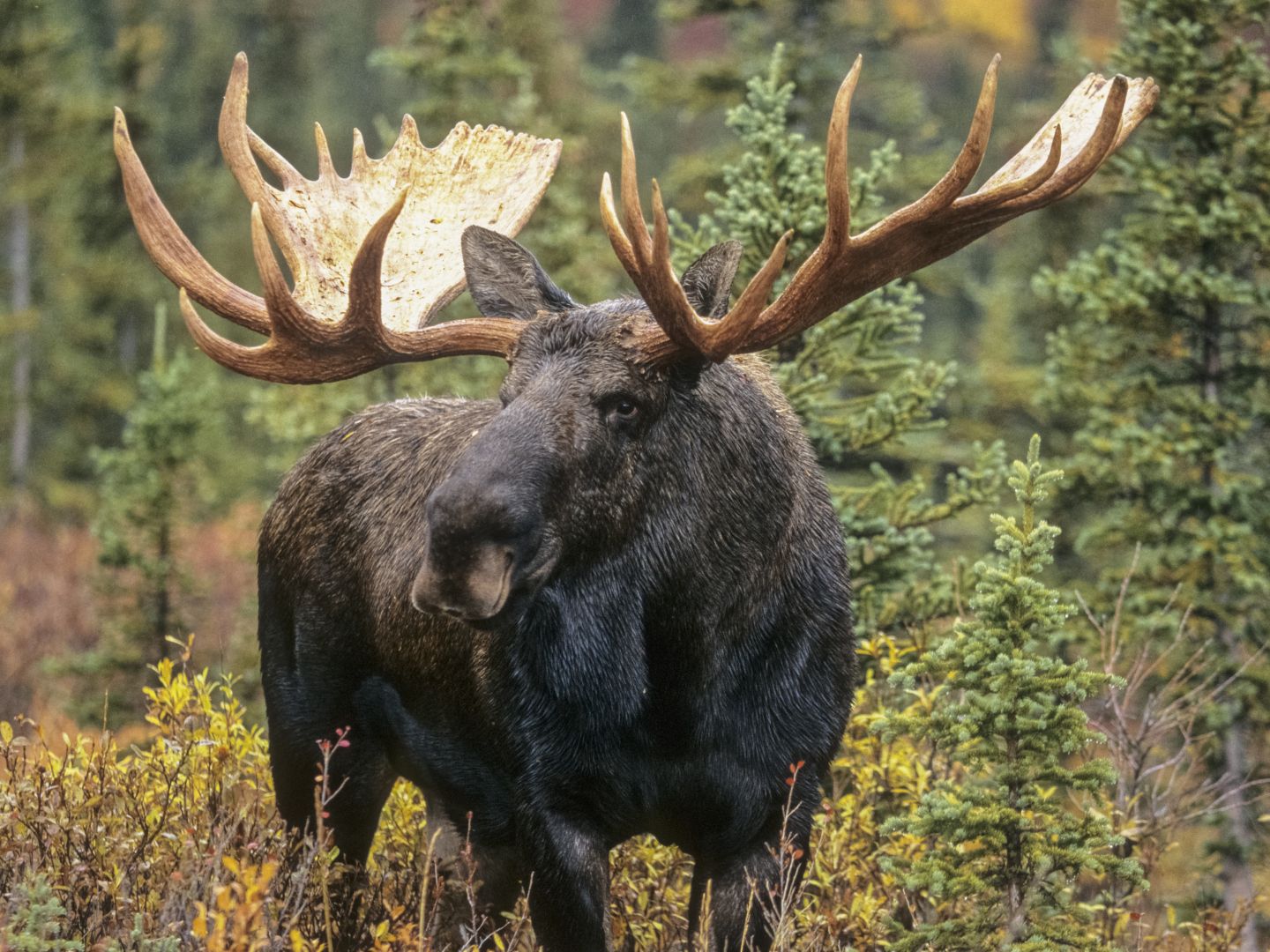A Road Rage Moment Interrupted by Nature: The Unlikely Hero of the Bull ...