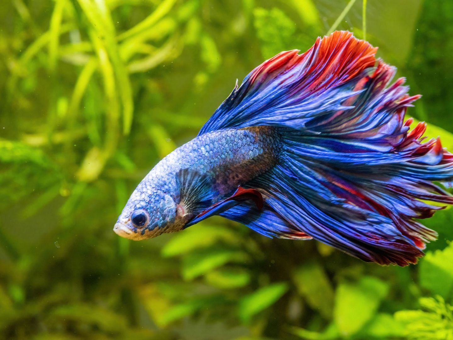 Types Of Aquarium Fish For Home