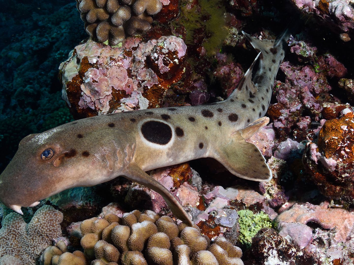 Epaulette Shark Walking Reef