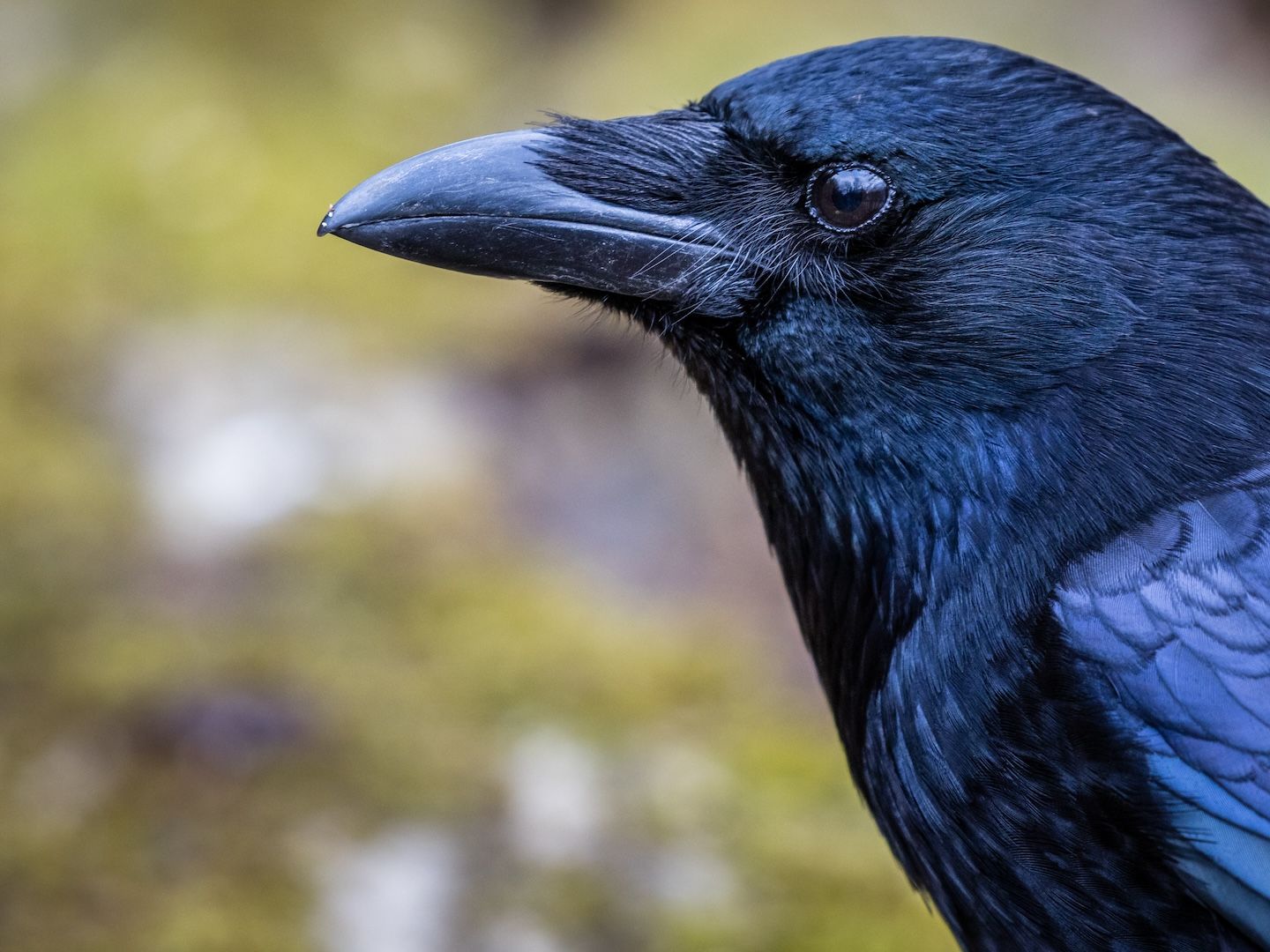 Ever wonder how a crow can pass down a grudge through generations ...